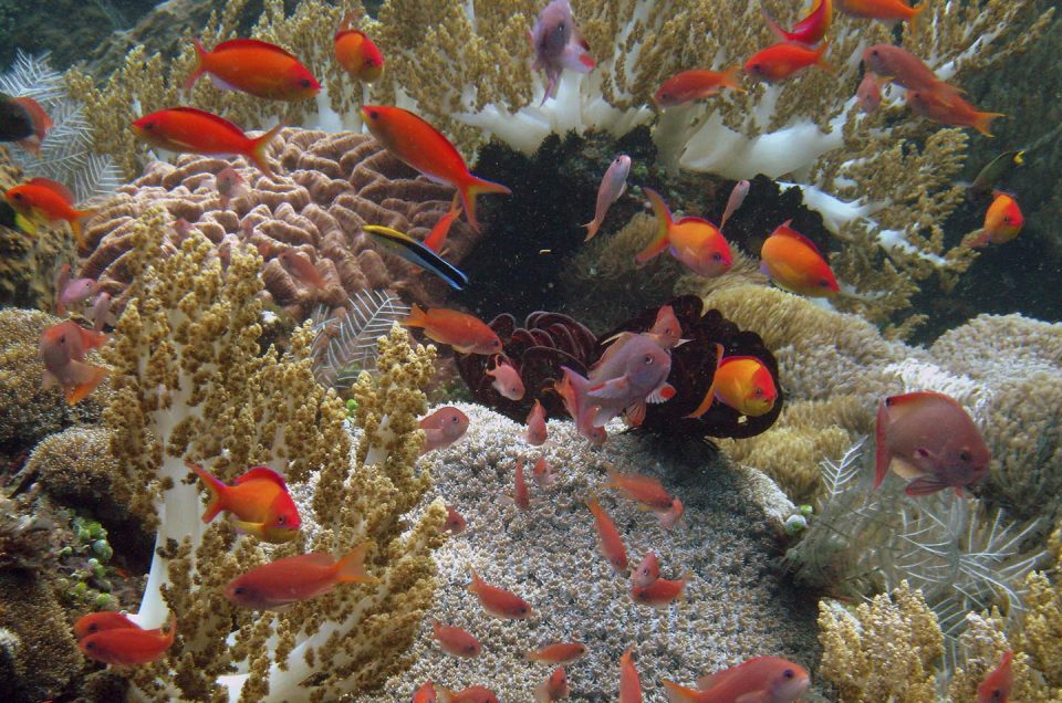 Paket Diving Belitung Timur - Belitung Wonderful Tour