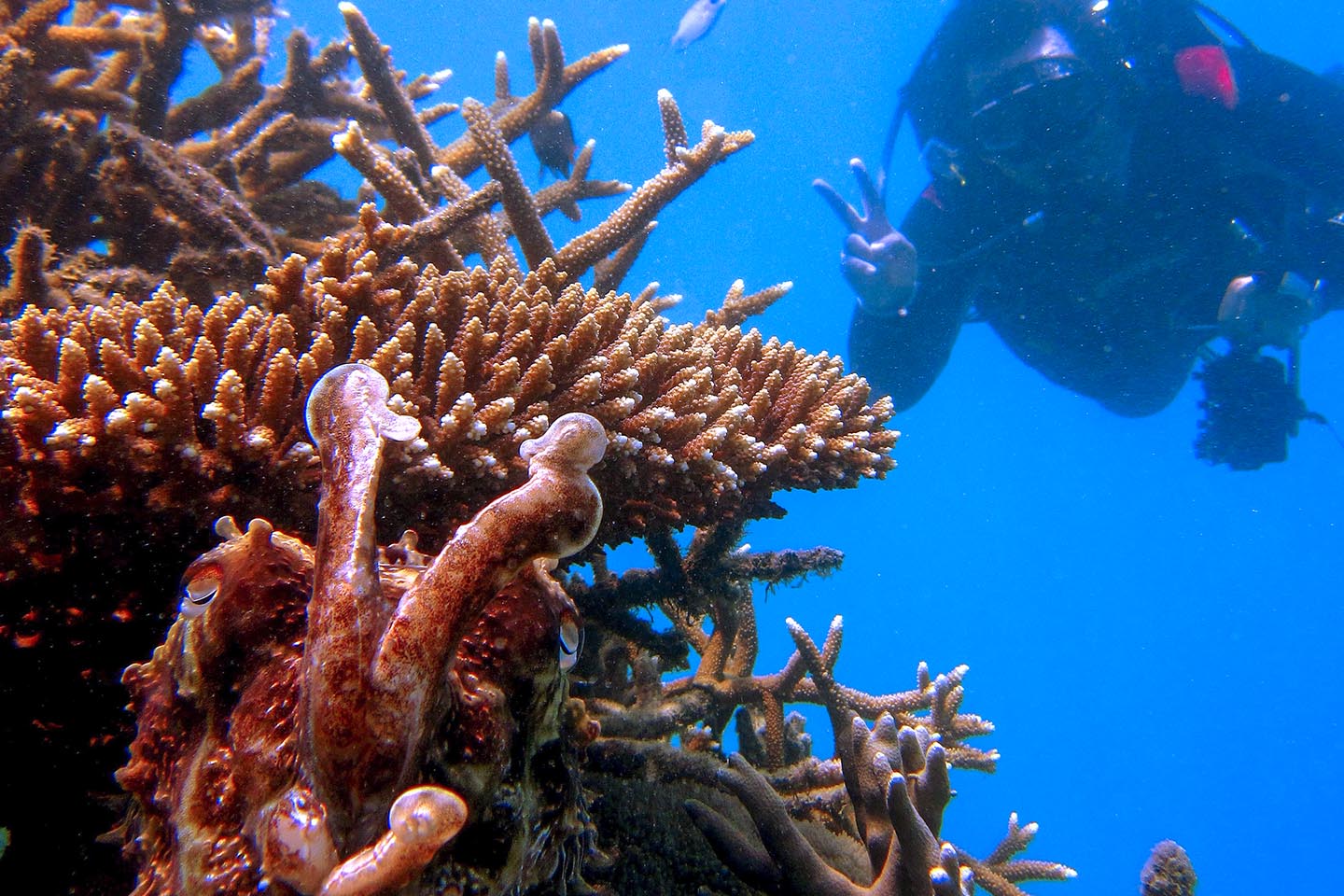Paket One Day Tour Fun Diving Belitung Timur - Belitung Tour